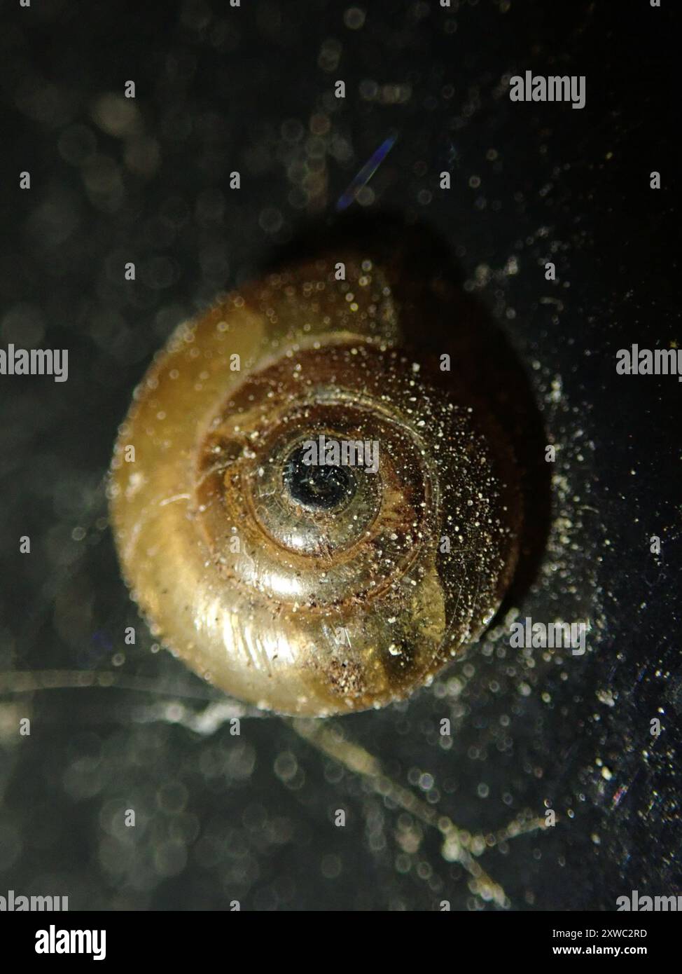 Typical Glass Snails (Oxychilus) Mollusca Stock Photo - Alamy