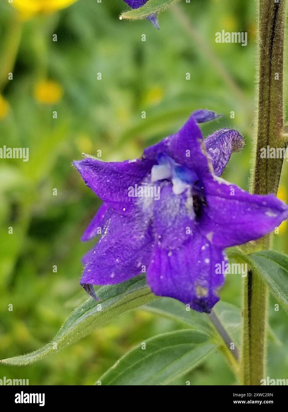Subalpine Larkspur (Delphinium barbeyi) Plantae Stock Photo - Alamy