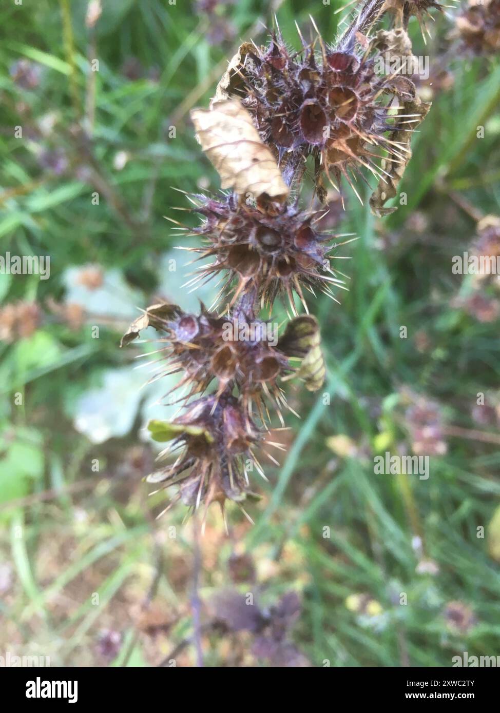 Common hemp-nettle (Galeopsis tetrahit) Plantae Stock Photo - Alamy