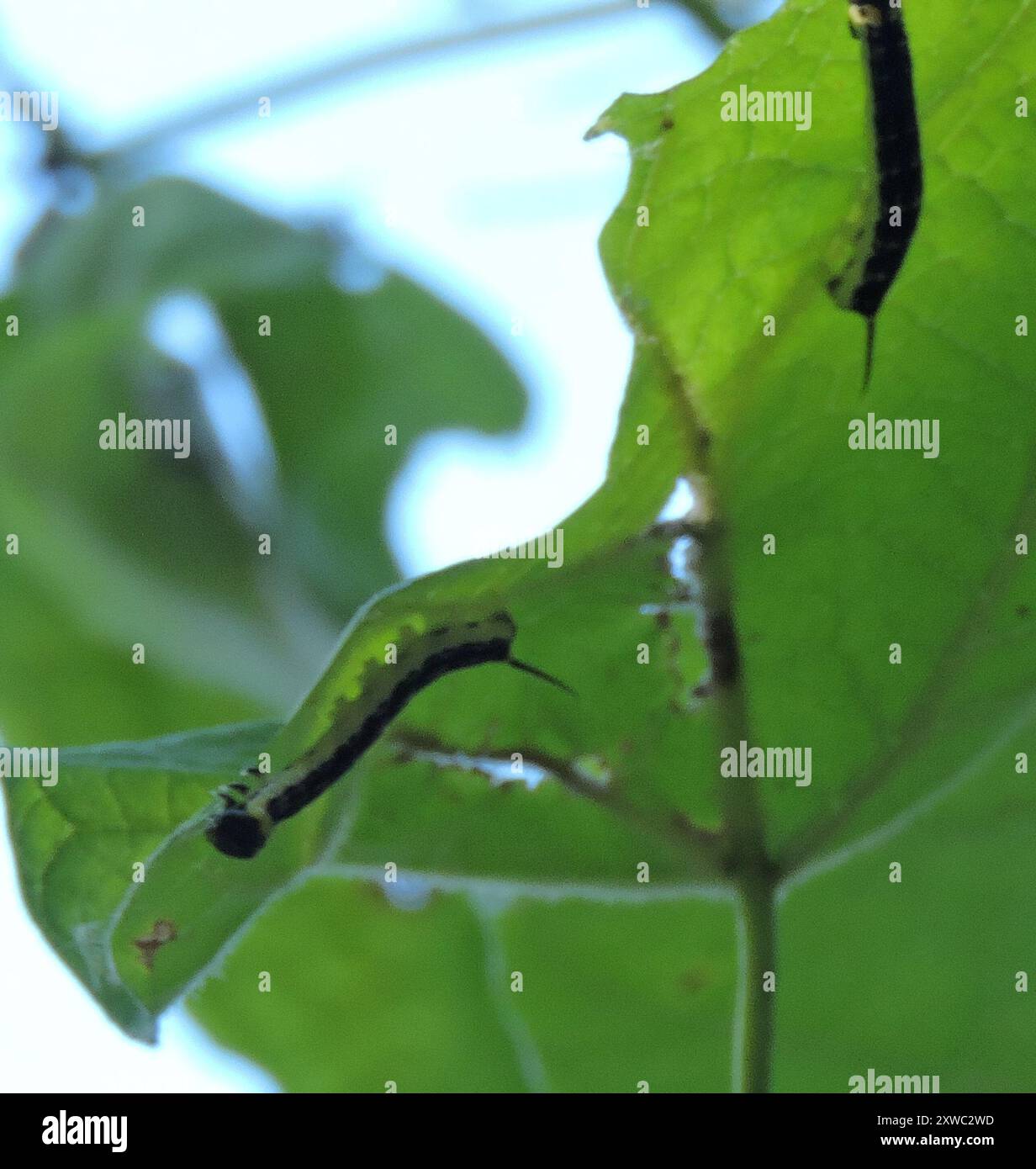 Catalpa Sphinx (Ceratomia catalpae) Insecta Stock Photo - Alamy