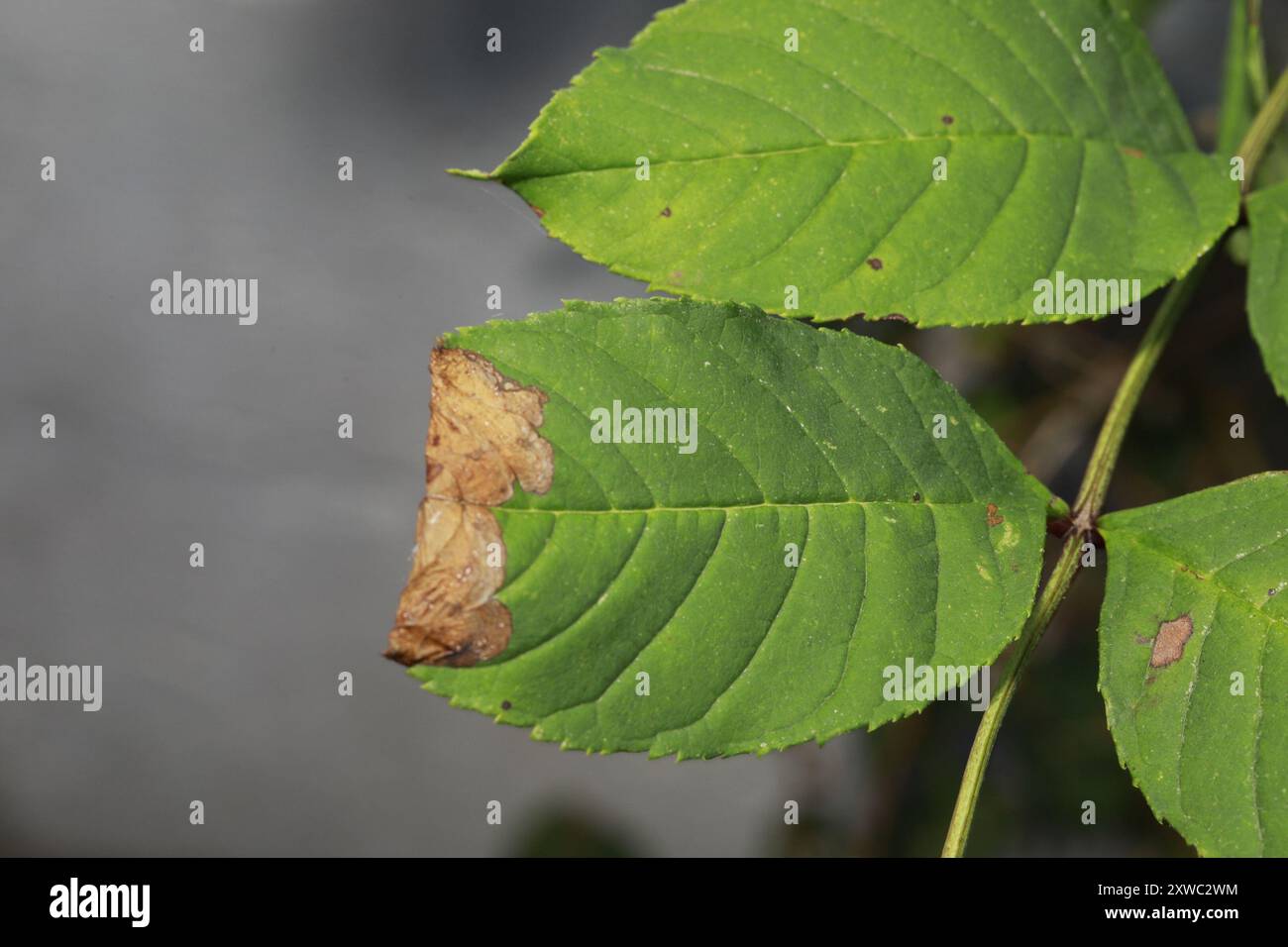 Lilac Leafminer Moth (Gracillaria syringella) Insecta Stock Photo - Alamy