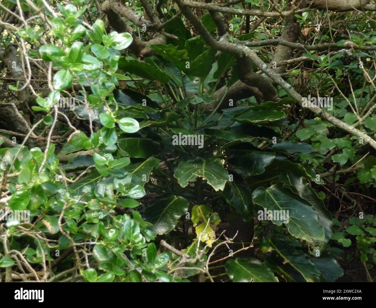 Meryta hi-res stock photography and images - Alamy