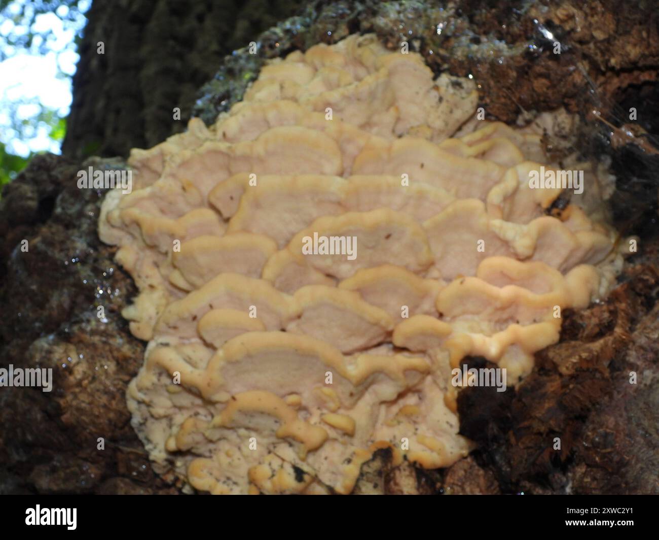 Climacodon septentrionalis hi-res stock photography and images - Alamy