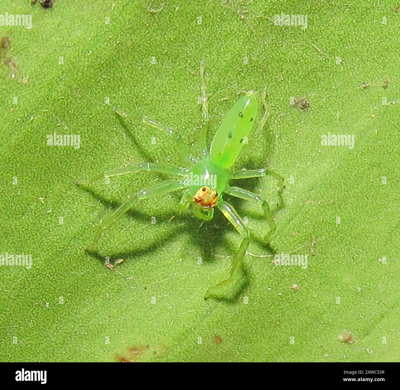 Translucent Green Jumping Spiders (Lyssomanes) Arachnida Stock Photo ...
