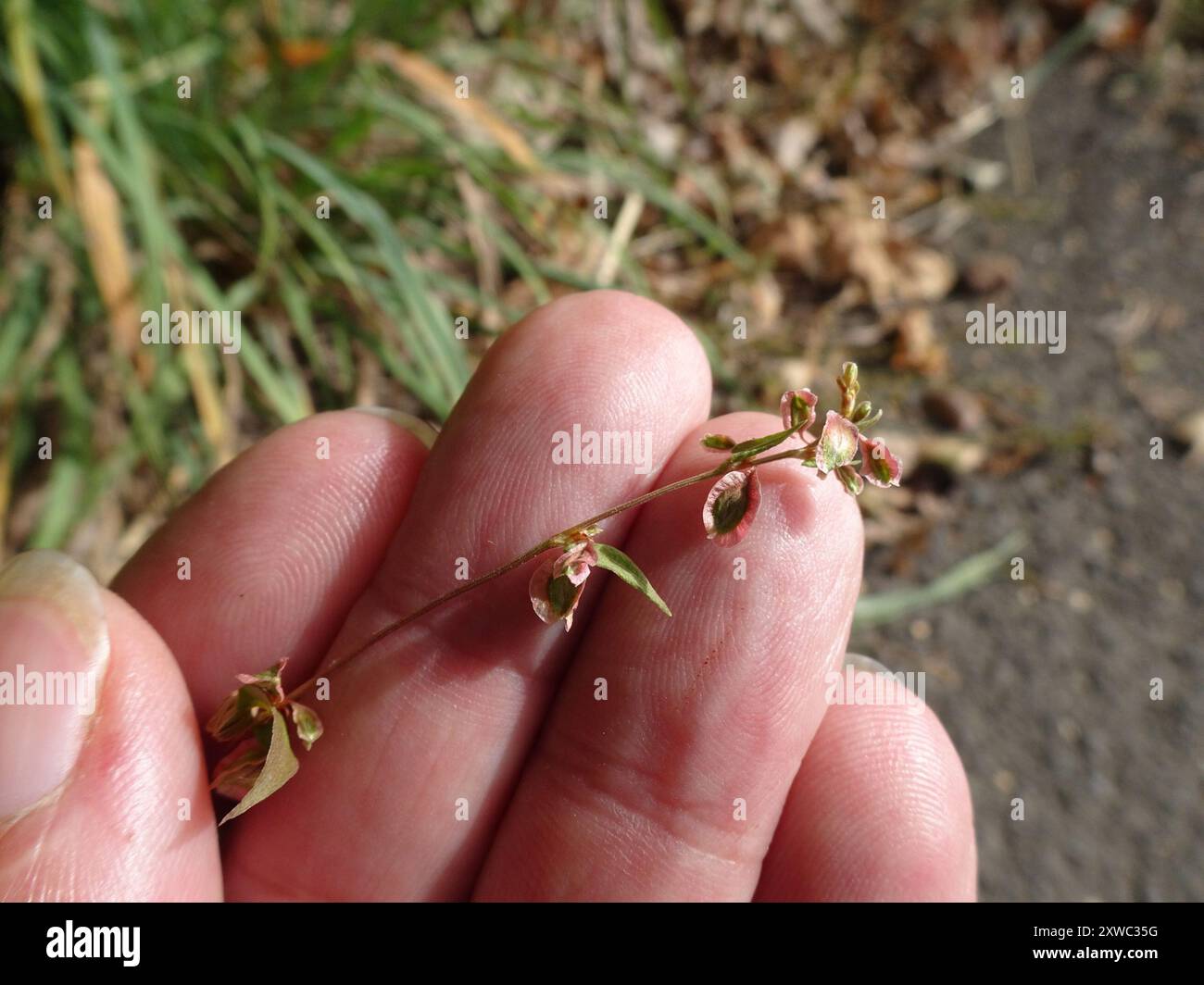 Copse-bindweed (Fallopia dumetorum) Plantae Stock Photo - Alamy