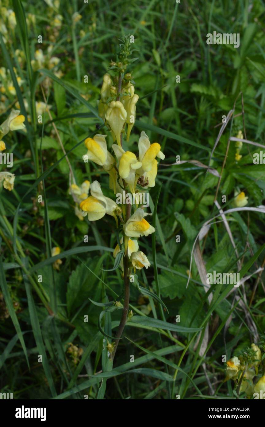 common toadflax (Linaria vulgaris) Plantae Stock Photo - Alamy