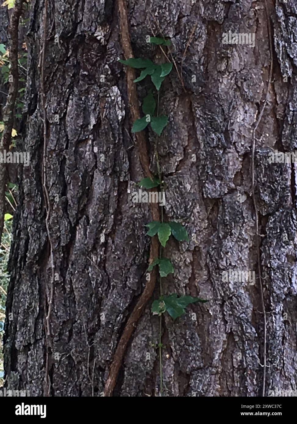 cross vine (Bignonia capreolata) Plantae Stock Photo - Alamy
