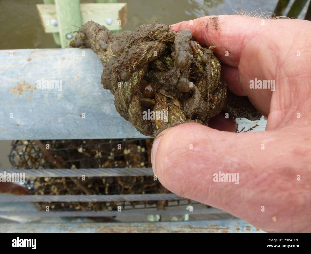 Hooked Mussel (Ischadium recurvum) Mollusca Stock Photo - Alamy