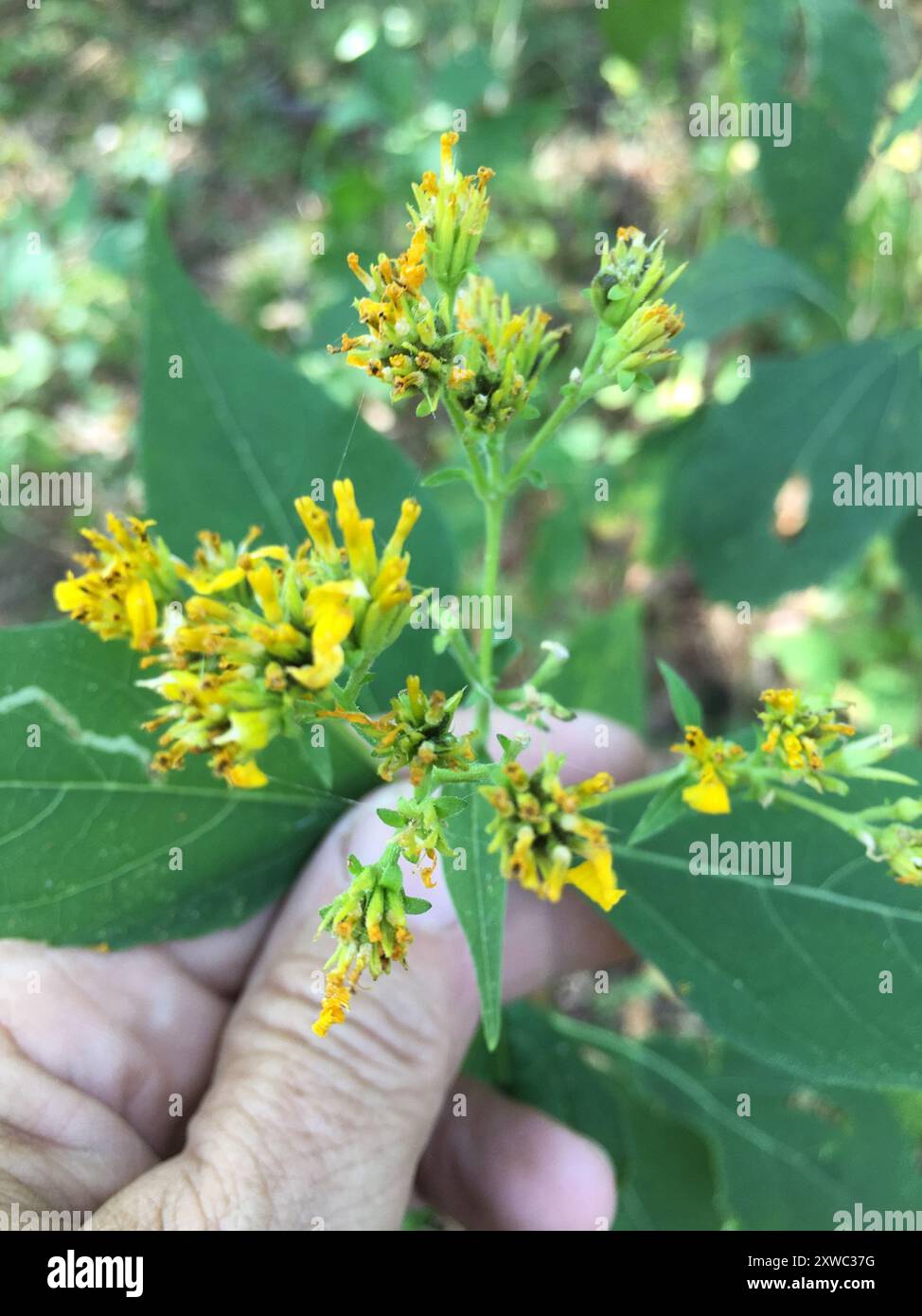 Yellow Crownbeard (Verbesina occidentalis) Plantae Stock Photo - Alamy
