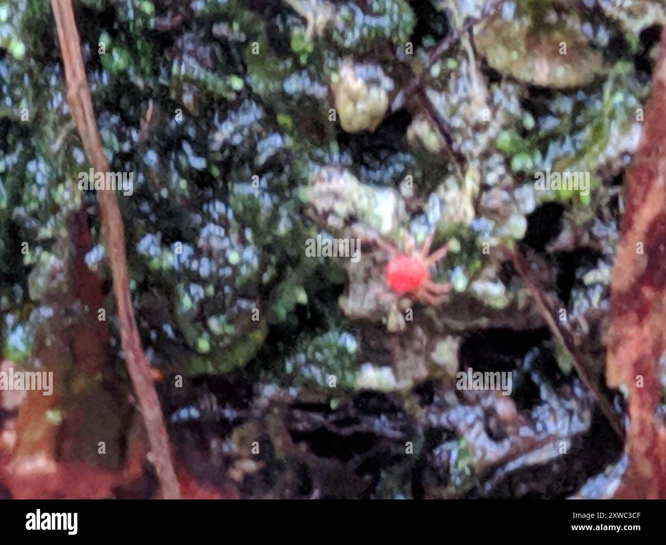 Trombidiform Mites (Trombidiformes) Arachnida Stock Photo - Alamy