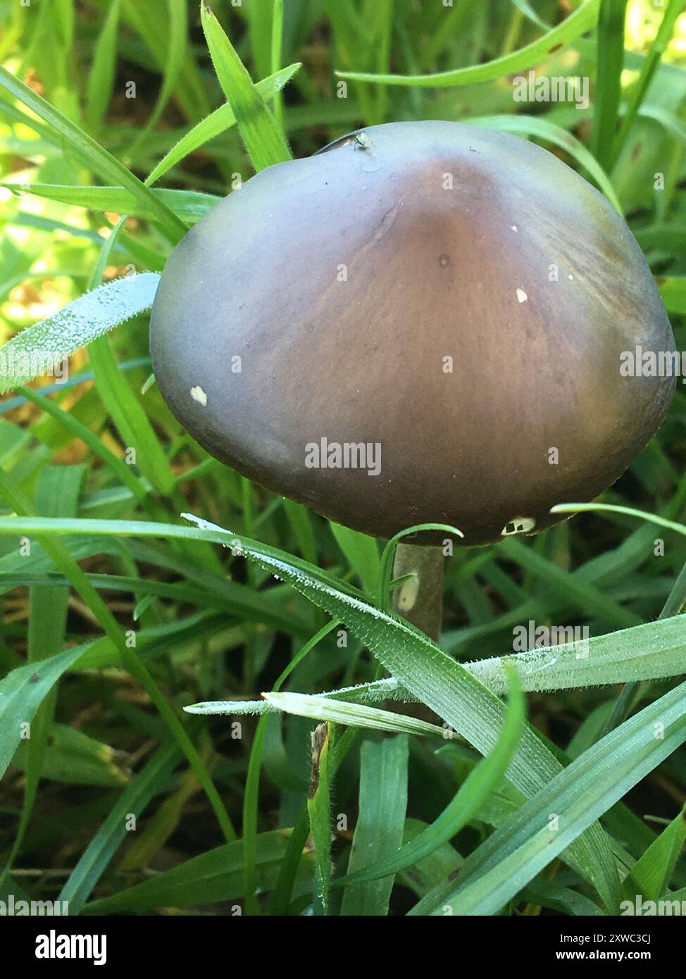 (Oudemansiella gigaspora) Fungi Stock Photo - Alamy