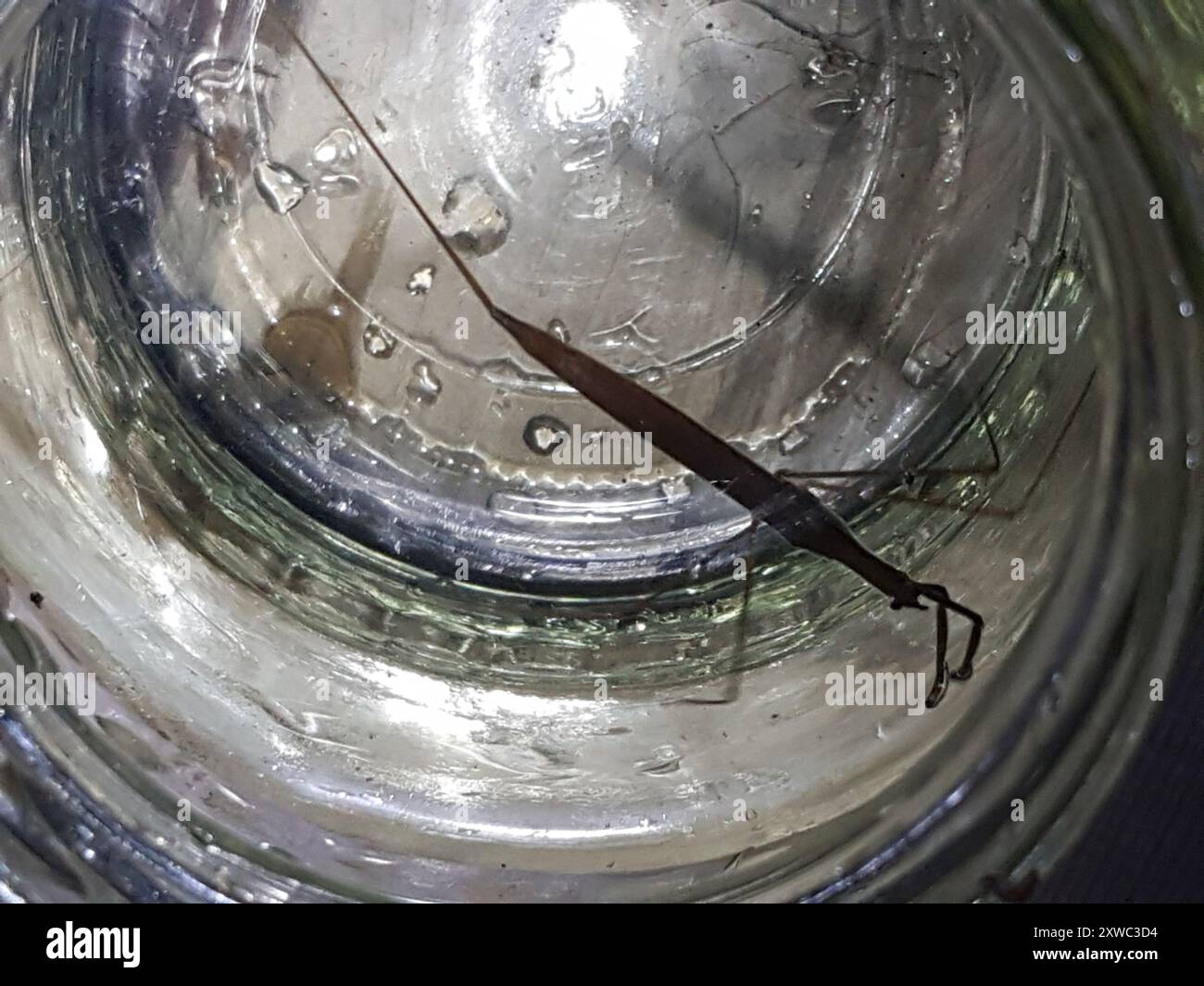 Eurasian Water Stick Insect (Ranatra linearis) Insecta Stock Photo - Alamy