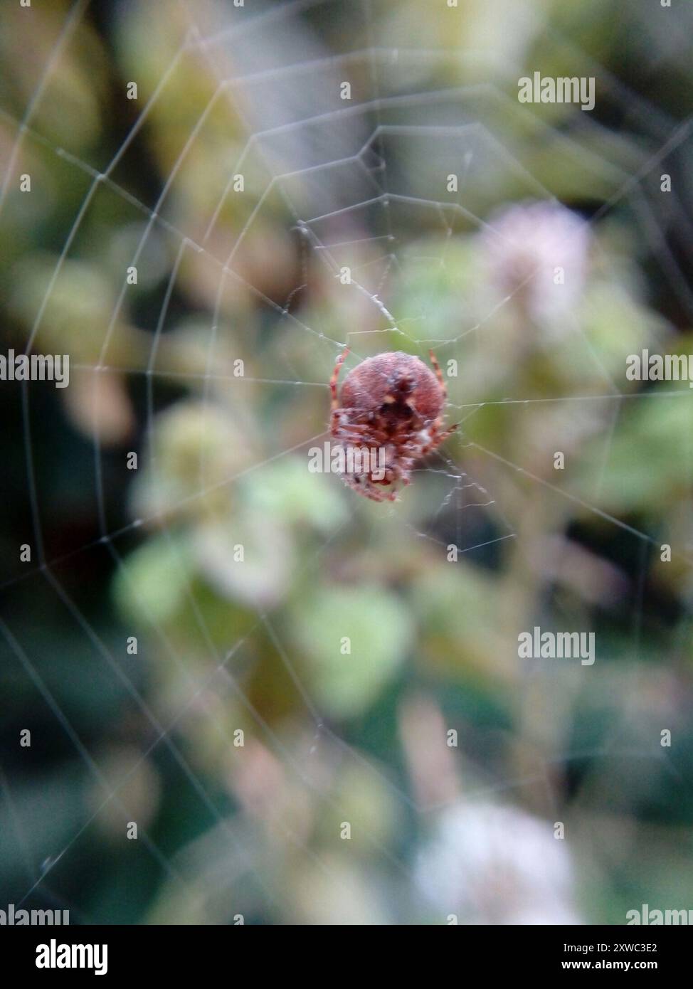 Common Hairy Field Spider (Neoscona subfusca) Arachnida Stock Photo - Alamy