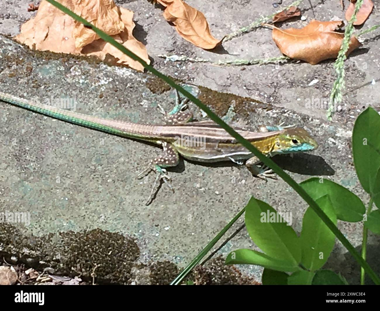 Rainbow whiptails hi-res stock photography and images - Alamy