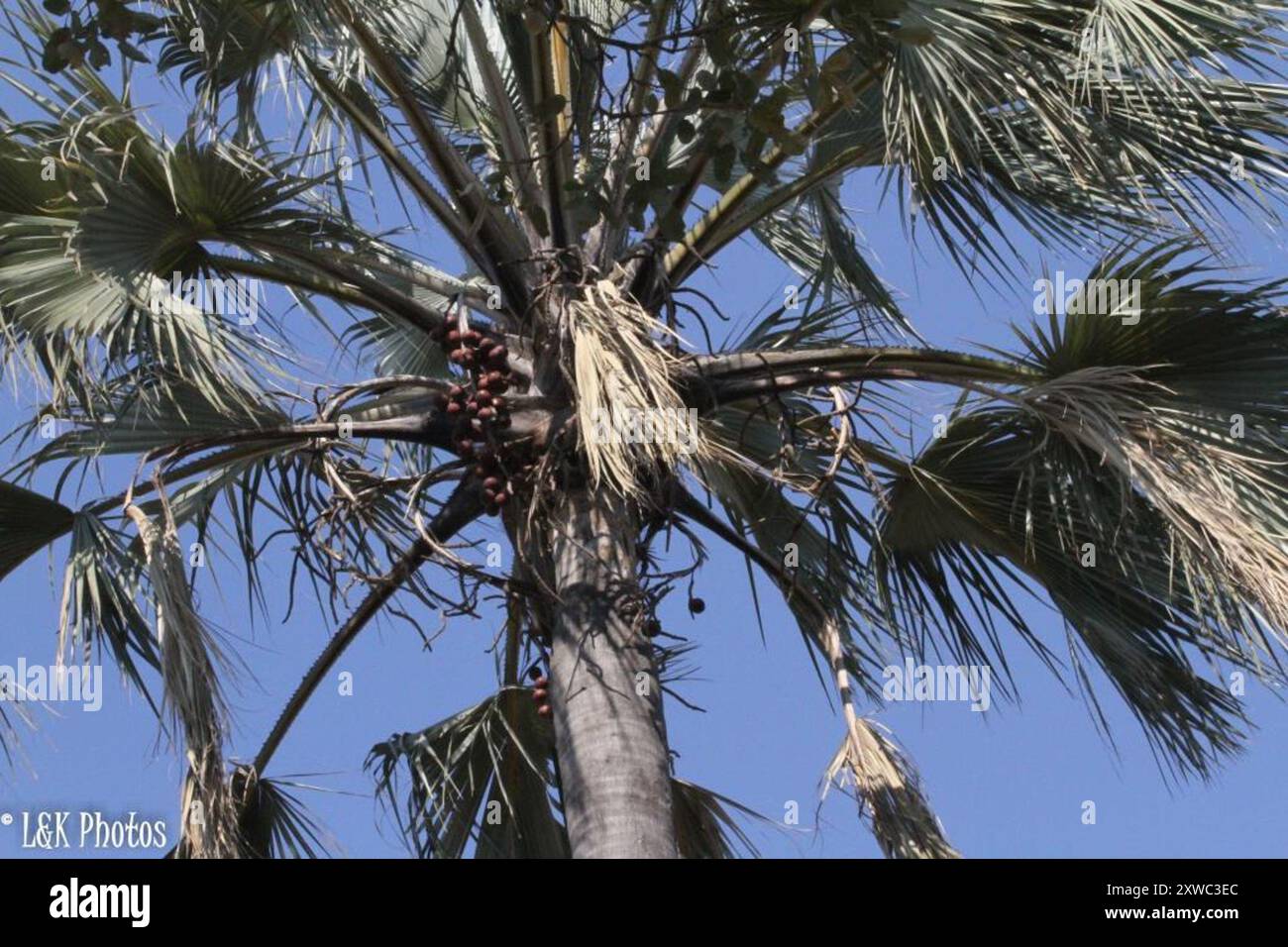 Makalani Palm (Hyphaene petersiana) Plantae Stock Photo - Alamy