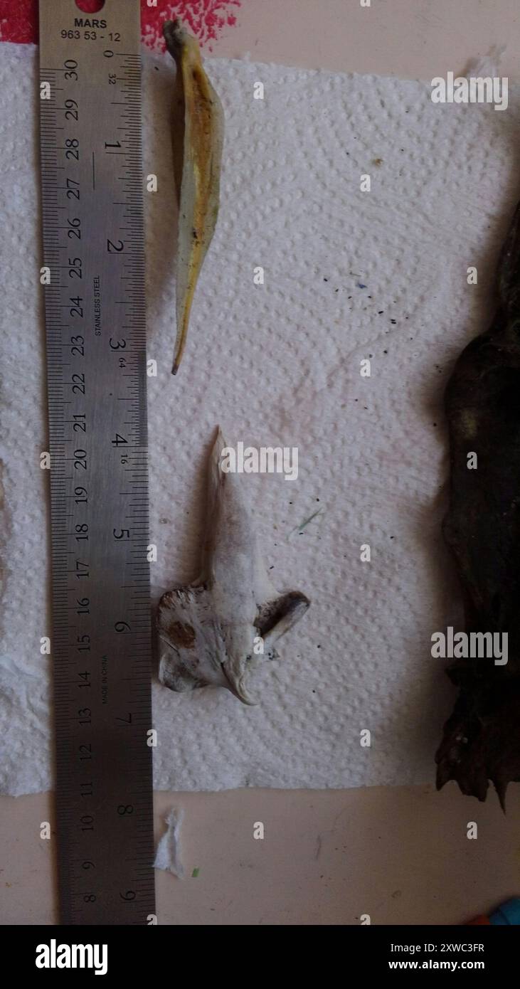 Ray-finned Fishes (Actinopterygii) Actinopterygii Stock Photo - Alamy