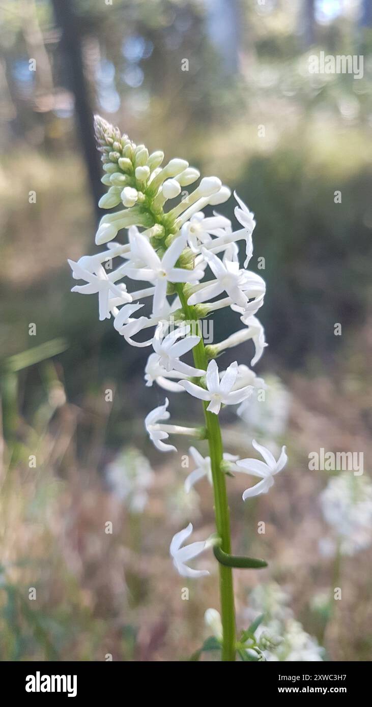 Creamy Candles (Stackhousia monogyna) Plantae Stock Photo - Alamy