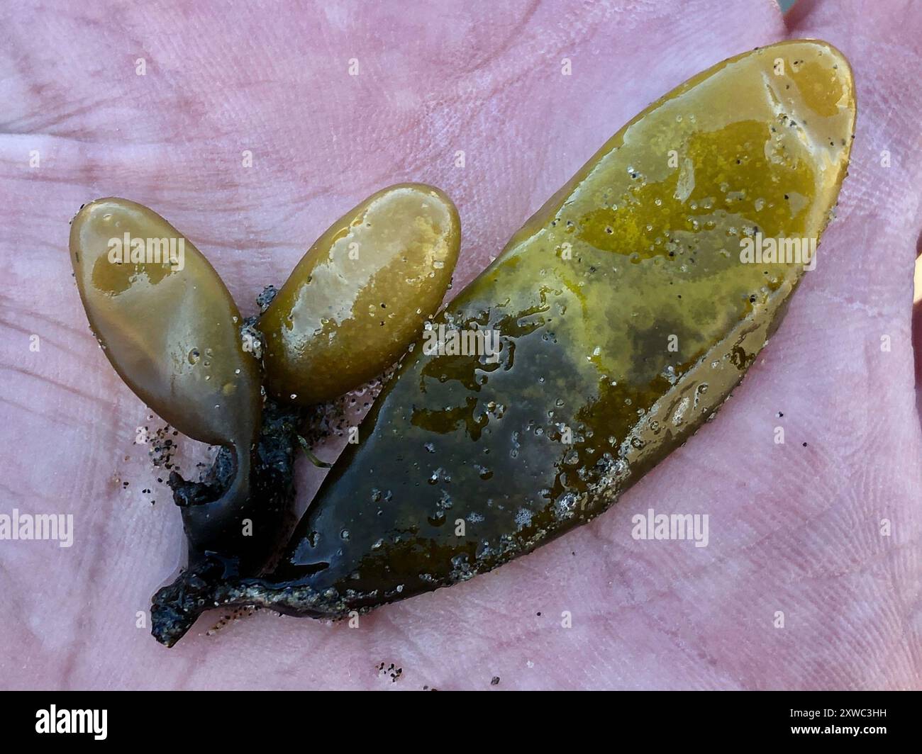 Sea Sacks (Halosaccion glandiforme) Plantae Stock Photo - Alamy