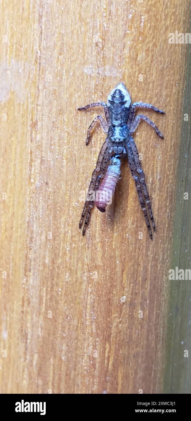 Octopus Spiders (Tmarus) Arachnida Stock Photo - Alamy
