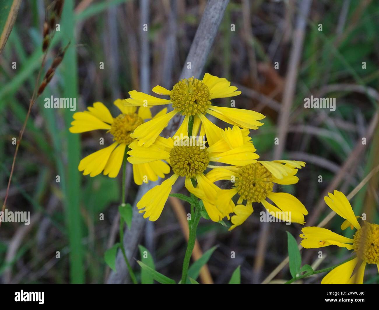 common sneezeweed (Helenium autumnale) Plantae Stock Photo - Alamy
