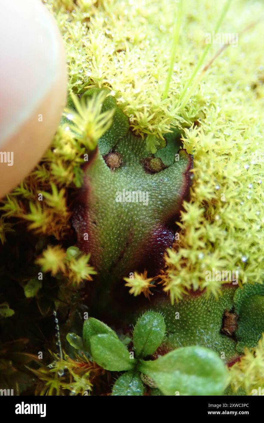 Narrow Mushroom-headed Liverwort (Marchantia quadrata) Plantae Stock ...