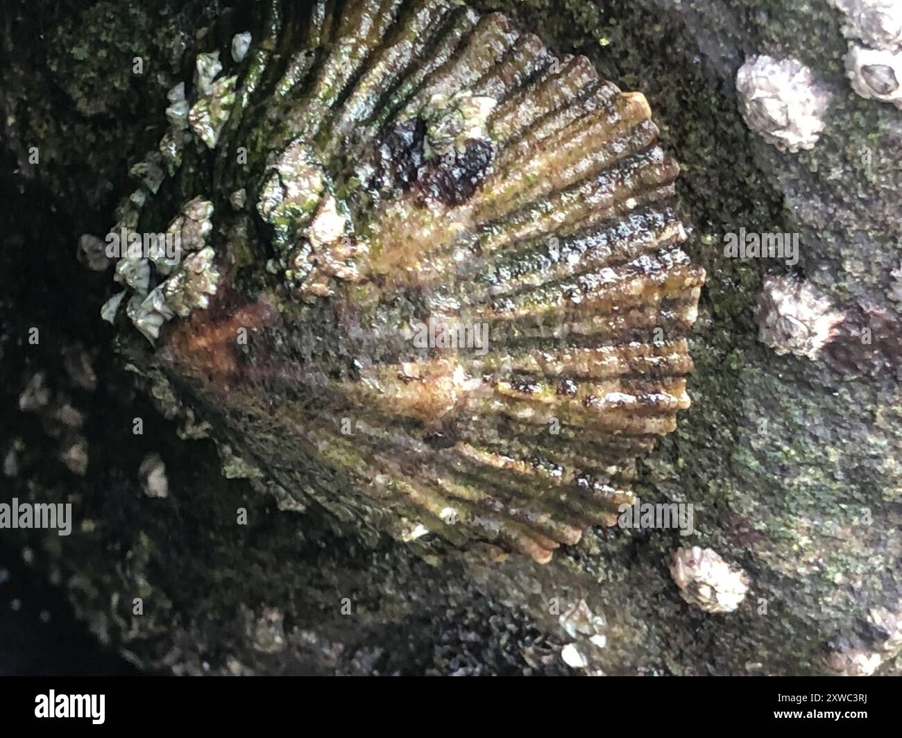 Common European Limpet (Patella vulgata) Mollusca Stock Photo - Alamy