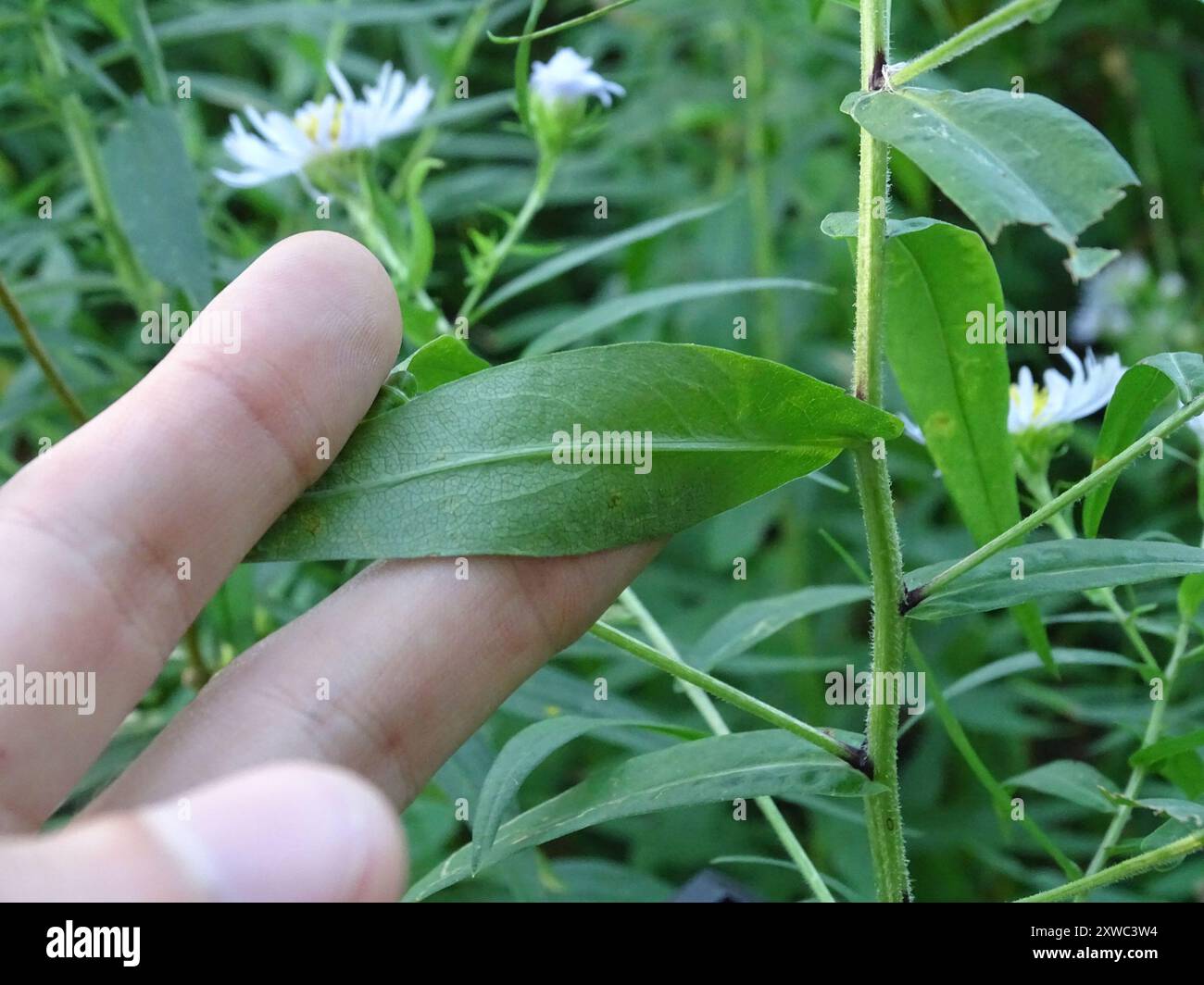 shining aster (Symphyotrichum firmum) Plantae Stock Photo - Alamy