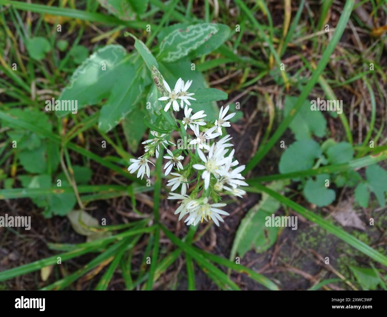 Arrow-leaved Aster (Symphyotrichum urophyllum) Plantae Stock Photo - Alamy