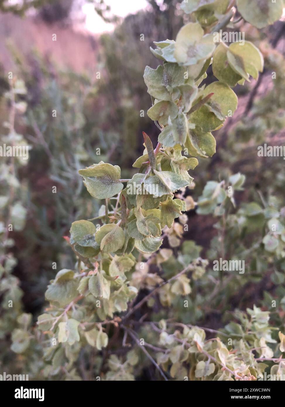 Shadscale Saltbush (Atriplex confertifolia) Plantae Stock Photo - Alamy