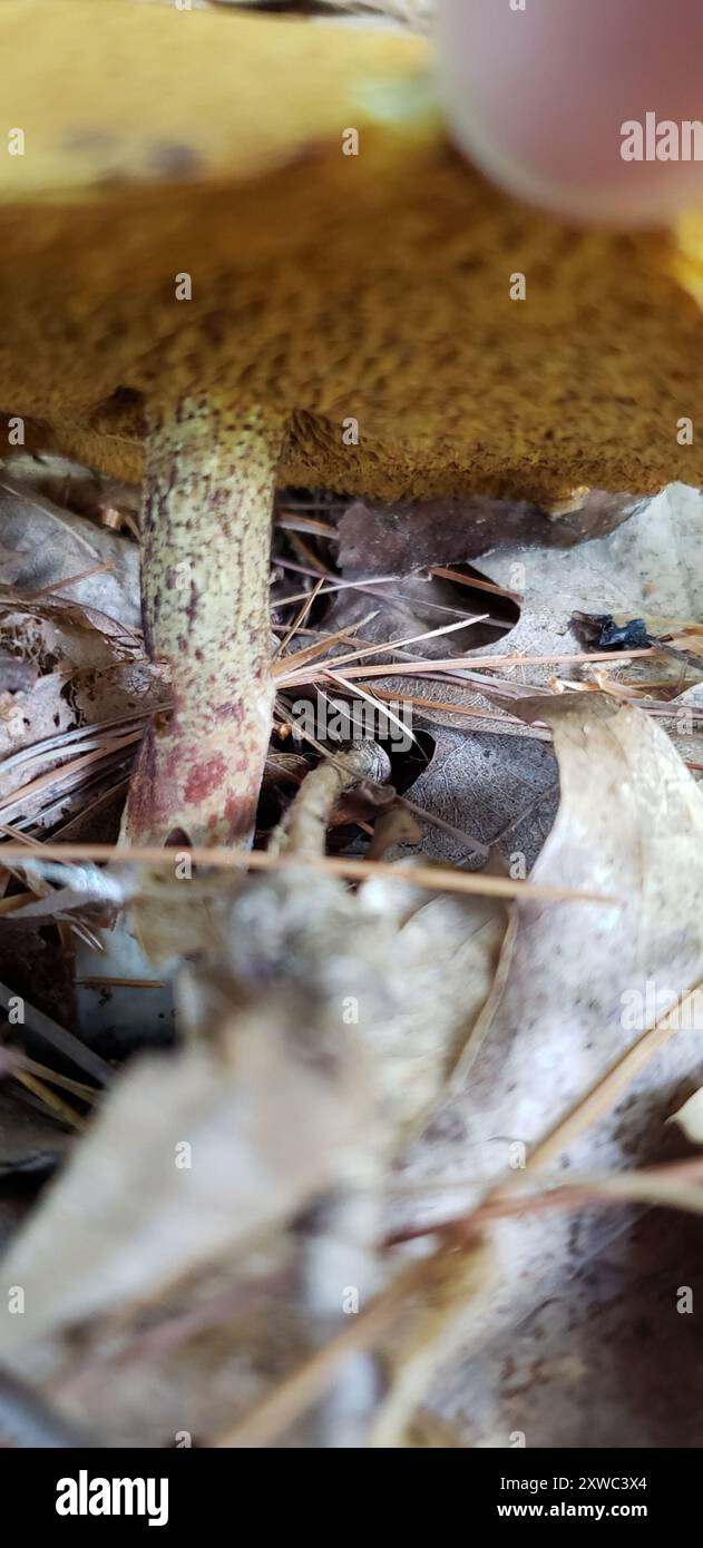 Slippery Jacks (Suillus) Fungi Stock Photo - Alamy