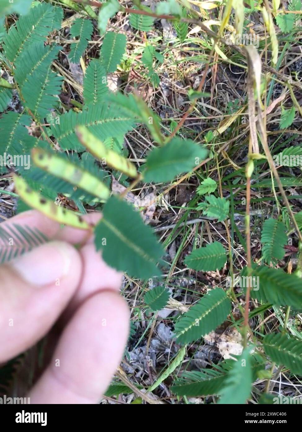 sensitive pea (Chamaecrista nictitans) Plantae Stock Photo - Alamy