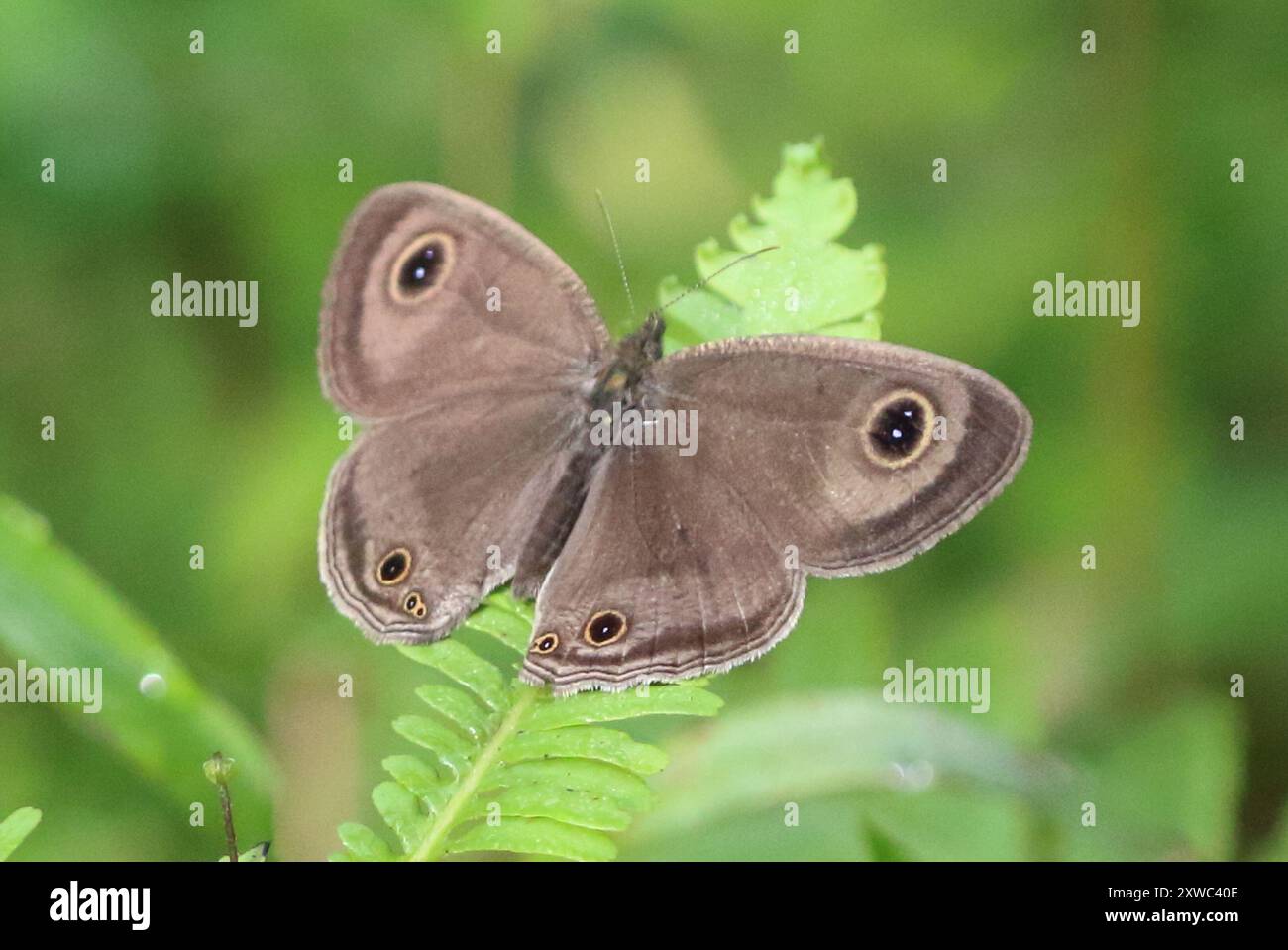 Common Three Ring (Ypthima pandocus corticaria) Insecta Stock Photo - Alamy