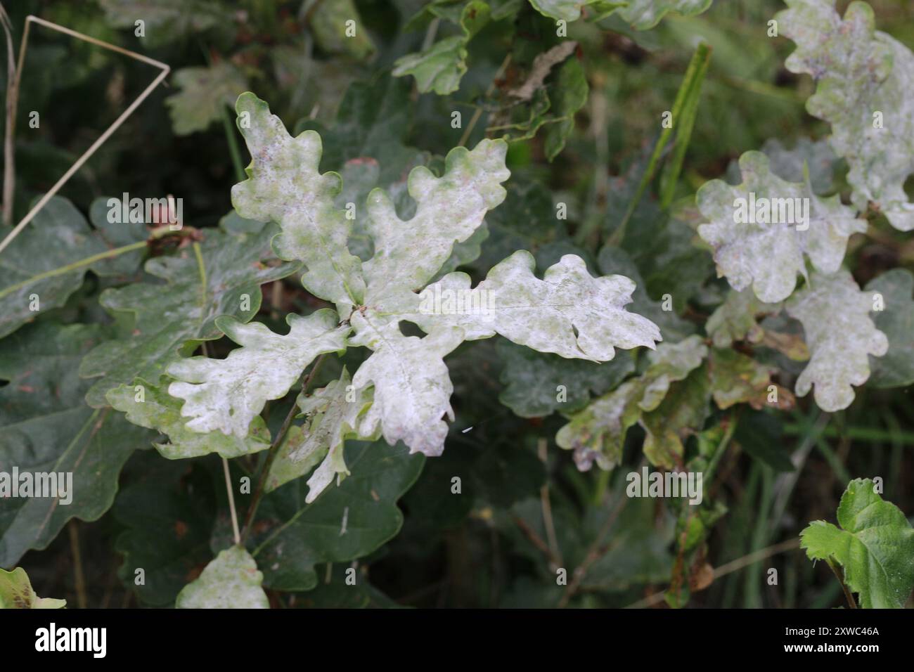 (Erysiphe alphitoides) Fungi Stock Photo - Alamy