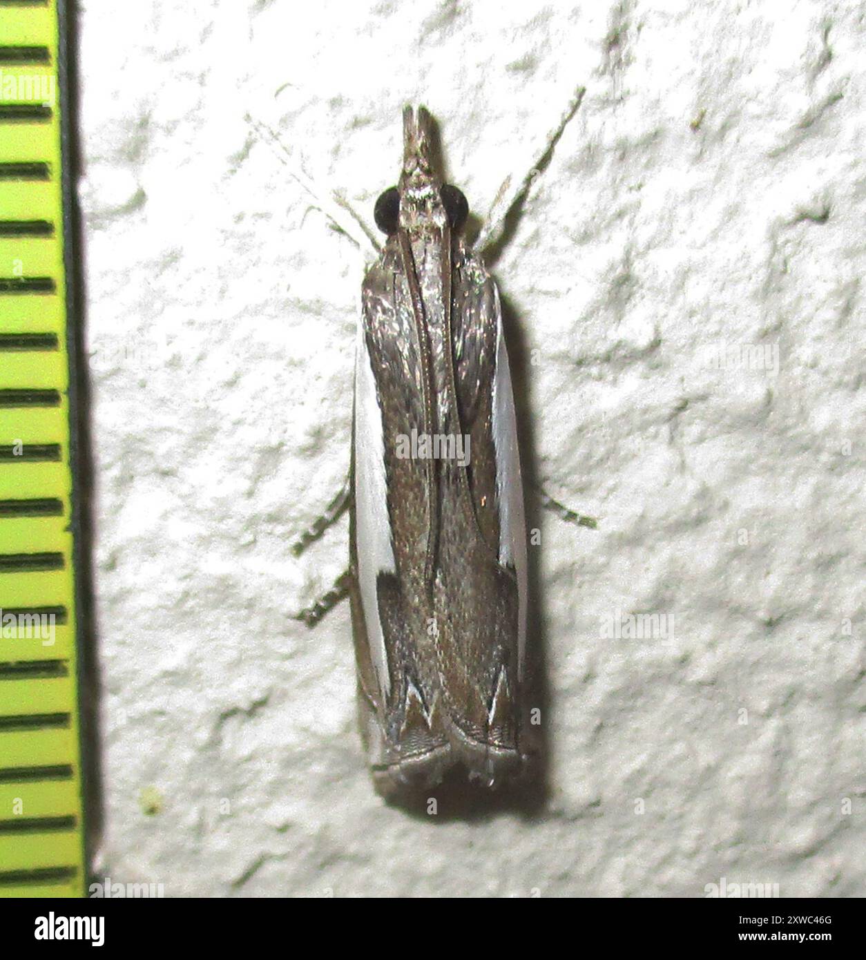 (Classeya quadricuspis) Insecta Stock Photo - Alamy