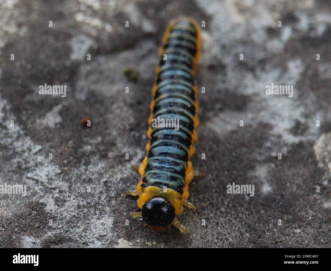 Tarsatus hi-res stock photography and images - Alamy