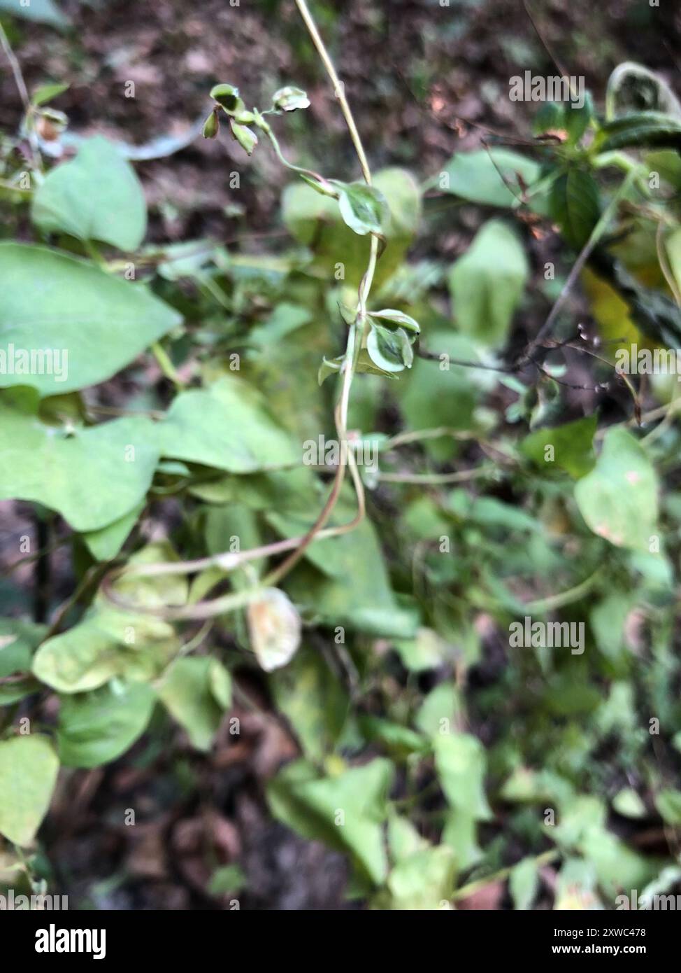 Copse-bindweed (Fallopia dumetorum) Plantae Stock Photo - Alamy