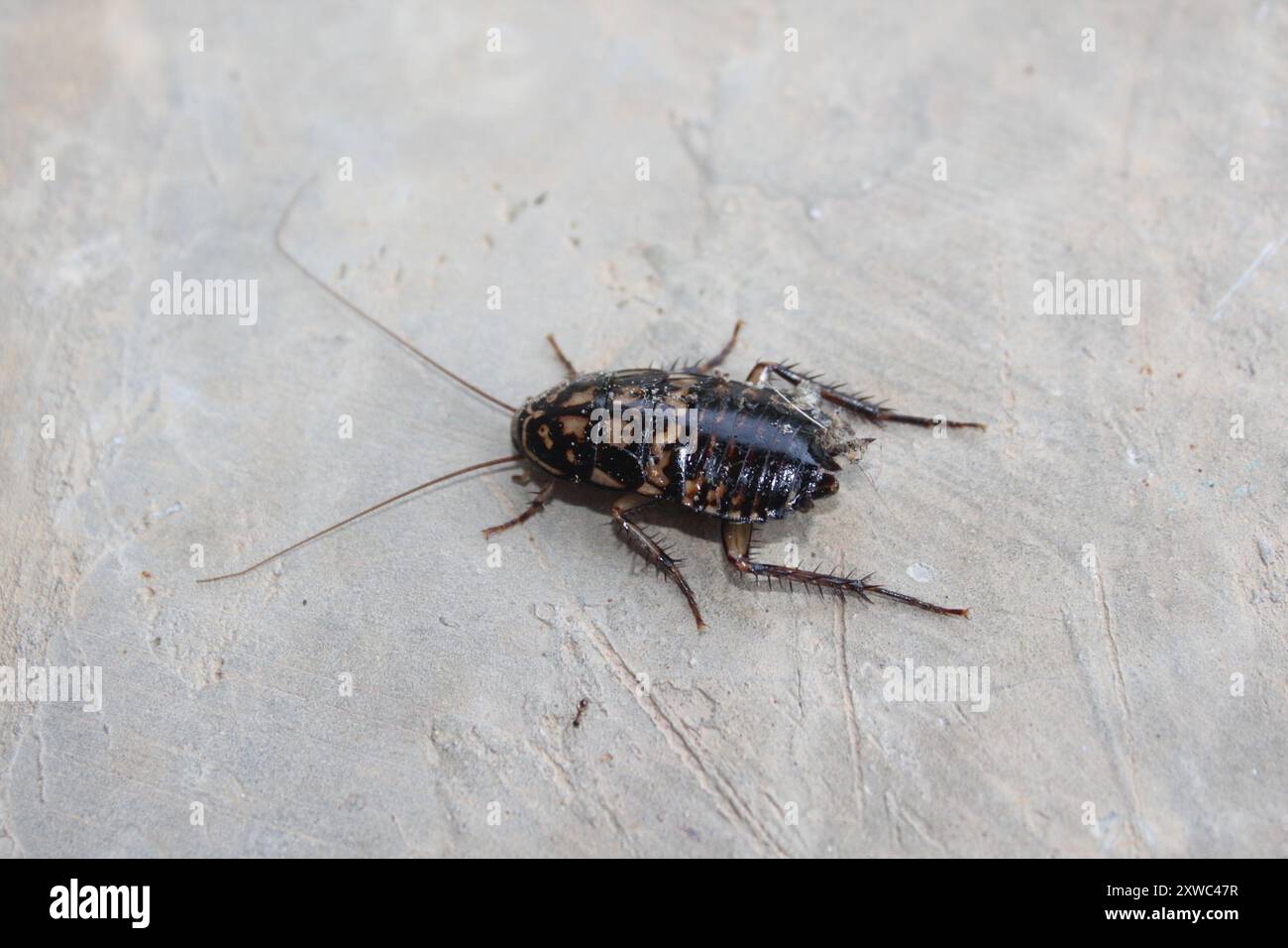 Harlequin Cockroach (Neostylopyga rhombifolia) Insecta Stock Photo - Alamy