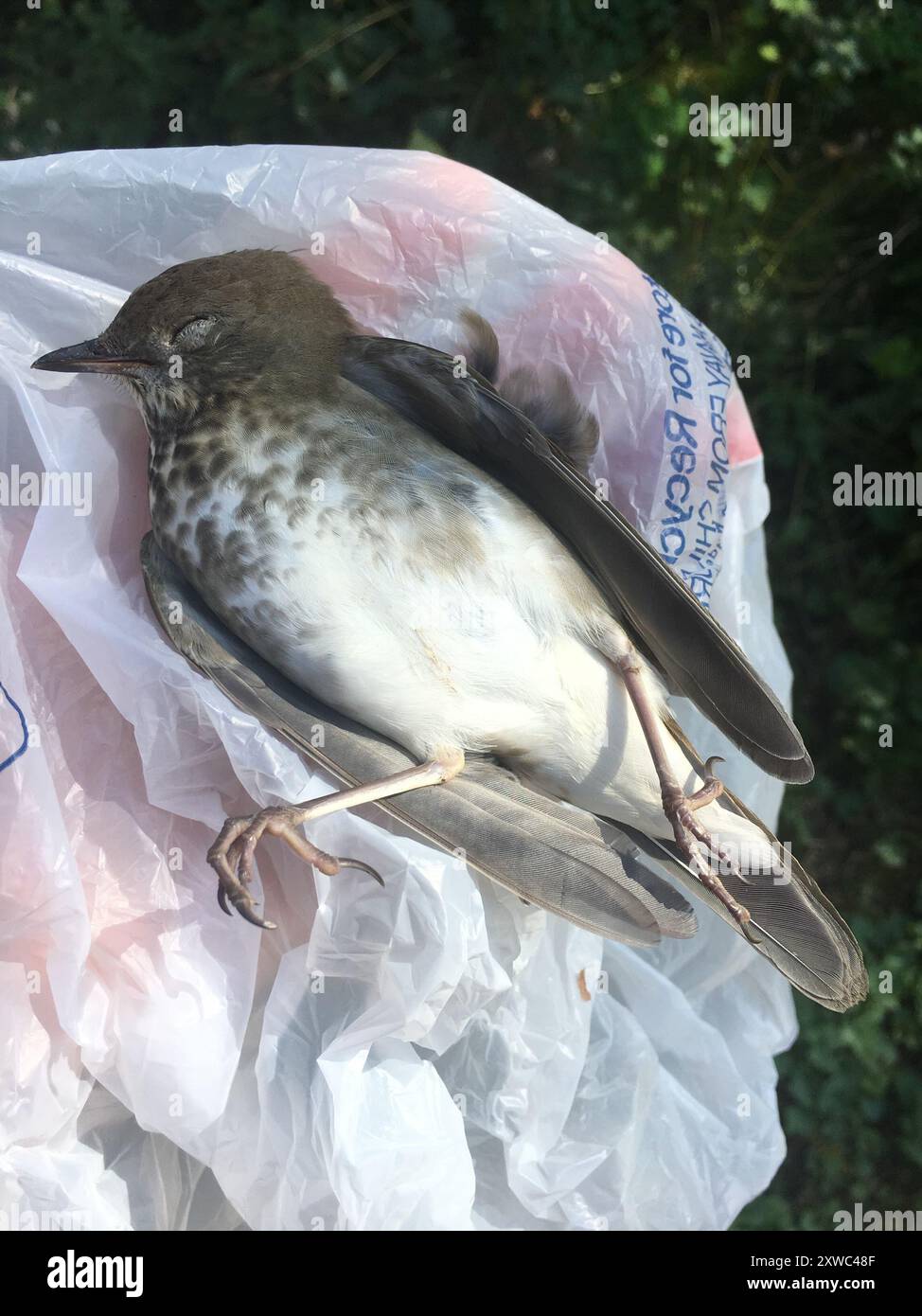 Gray-cheeked Thrush (Catharus minimus) Aves Stock Photo - Alamy