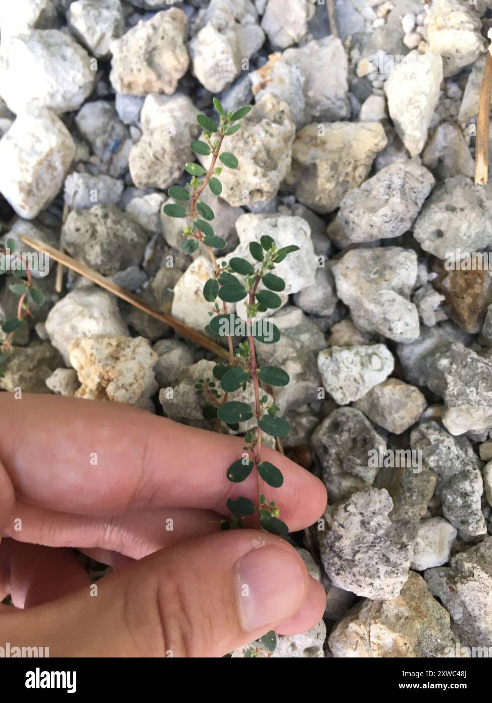 prostrate sandmat (Euphorbia prostrata) Plantae Stock Photo - Alamy