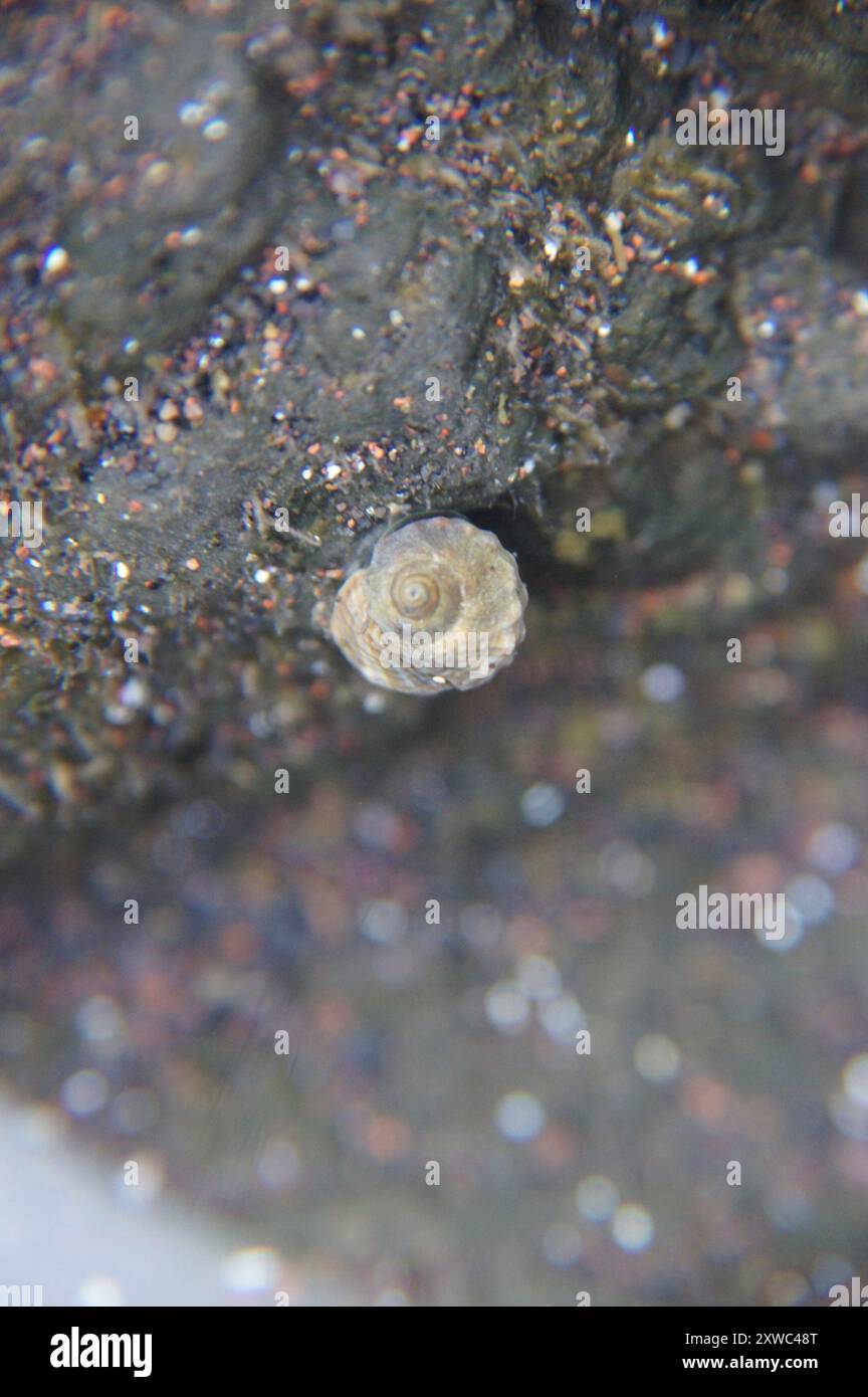 (Tectarius striatus) Mollusca Stock Photo - Alamy