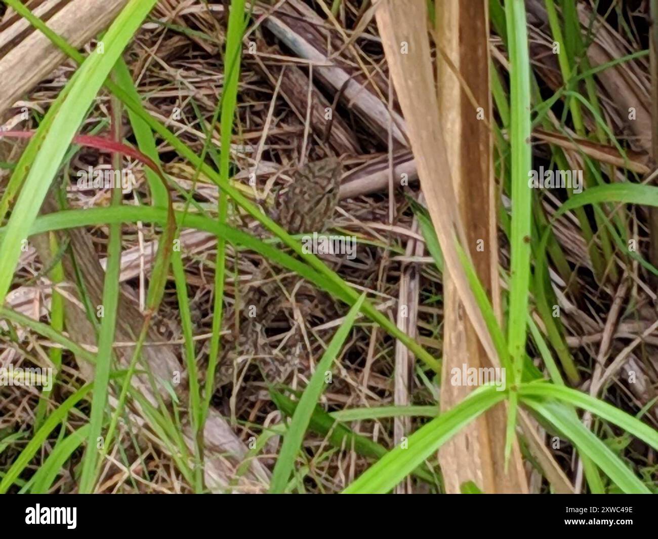 Oriental Garden Lizard (Calotes versicolor) Reptilia Stock Photo - Alamy