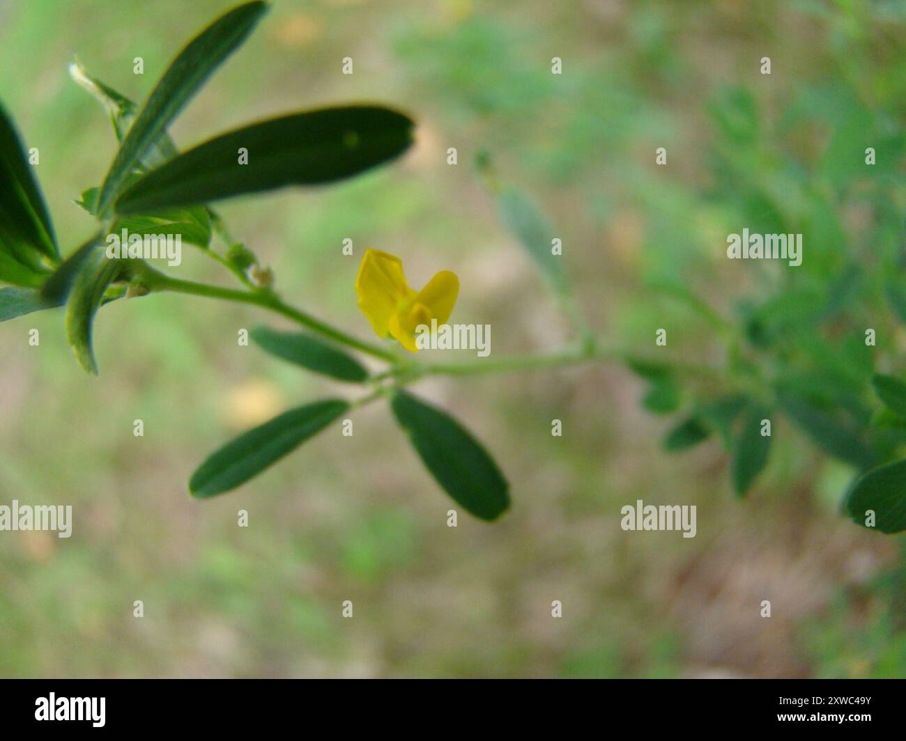 sickle alfalfa (Medicago falcata) Plantae Stock Photo - Alamy