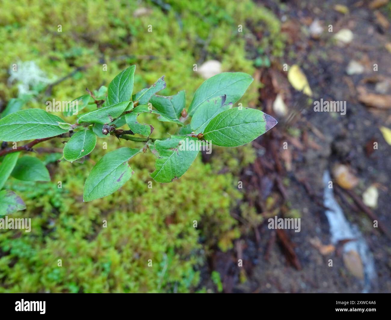 lowbush blueberry (Vaccinium angustifolium) Plantae Stock Photo - Alamy