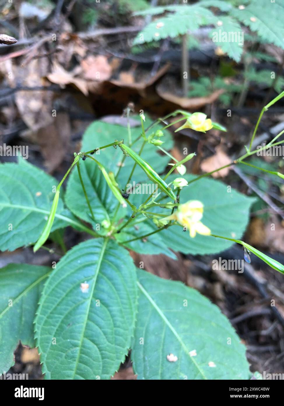 small balsam (Impatiens parviflora) Plantae Stock Photo - Alamy