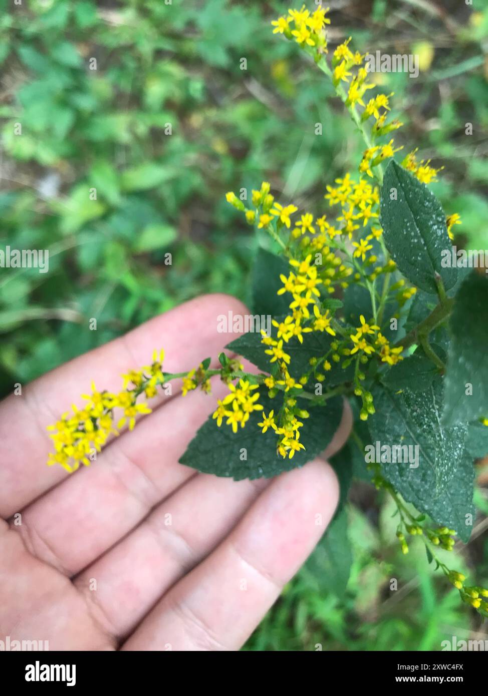 common wrinkle-leaved goldenrod (Solidago rugosa) Plantae Stock Photo ...