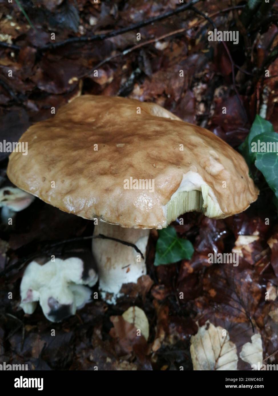 King Bolete (Boletus edulis) Fungi Stock Photo - Alamy