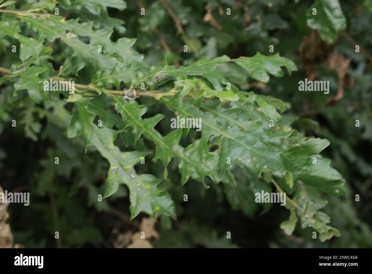 Turkey Oak (Quercus cerris) Plantae Stock Photo - Alamy