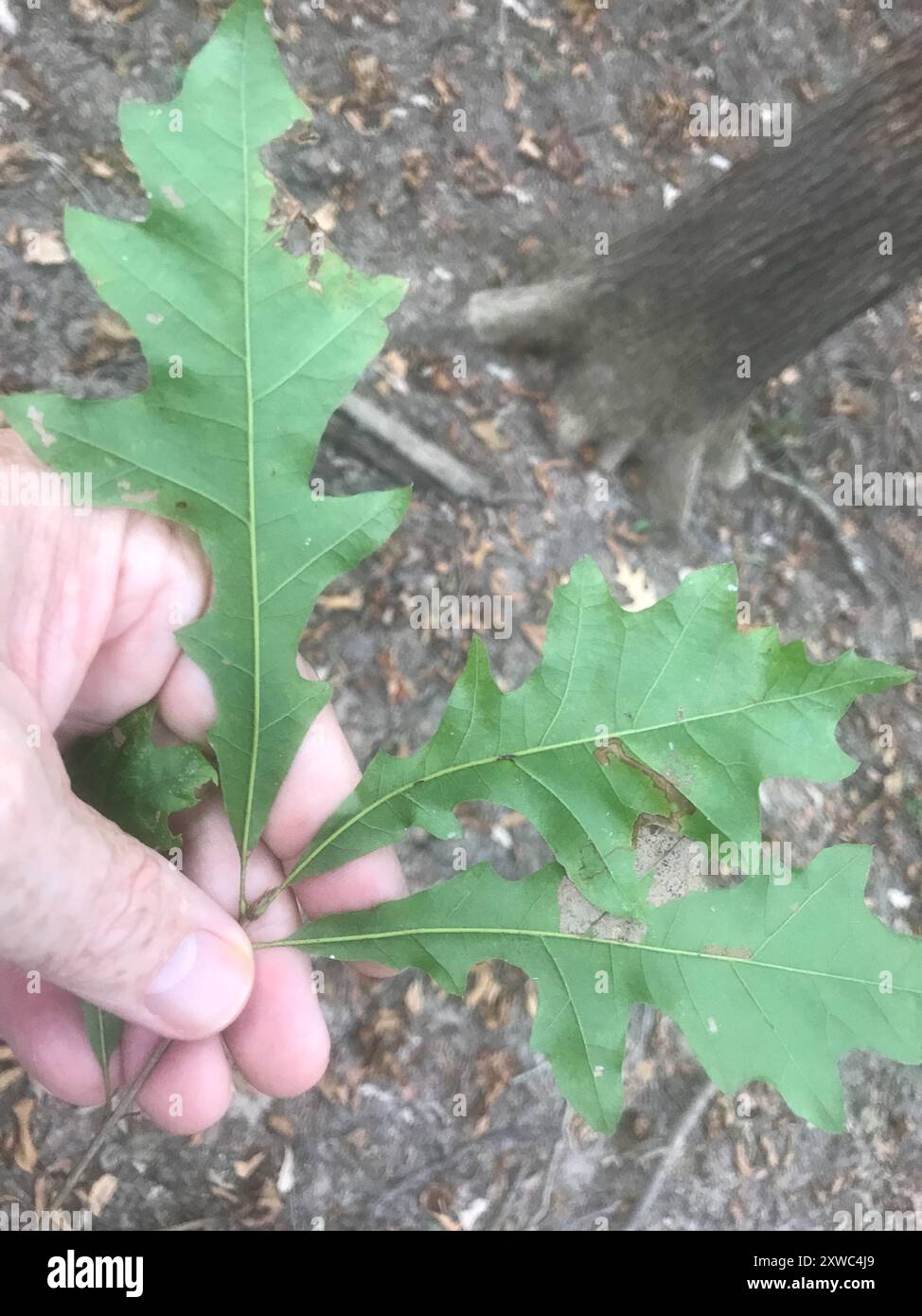 overcup oak (Quercus lyrata) Plantae Stock Photo - Alamy