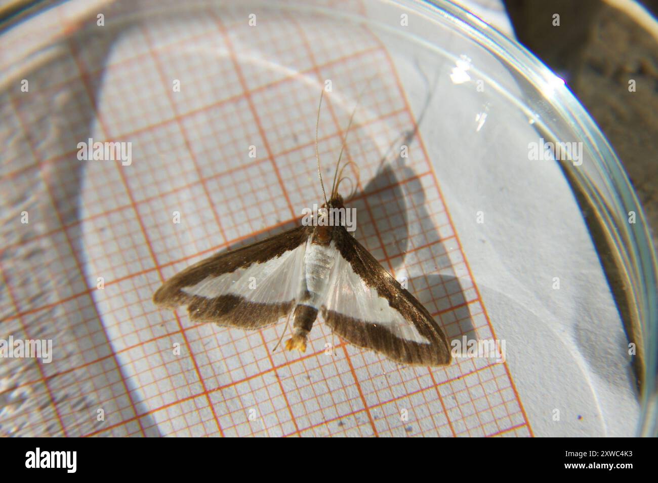 Cucumber Moth (Diaphania indica) Insecta Stock Photo - Alamy