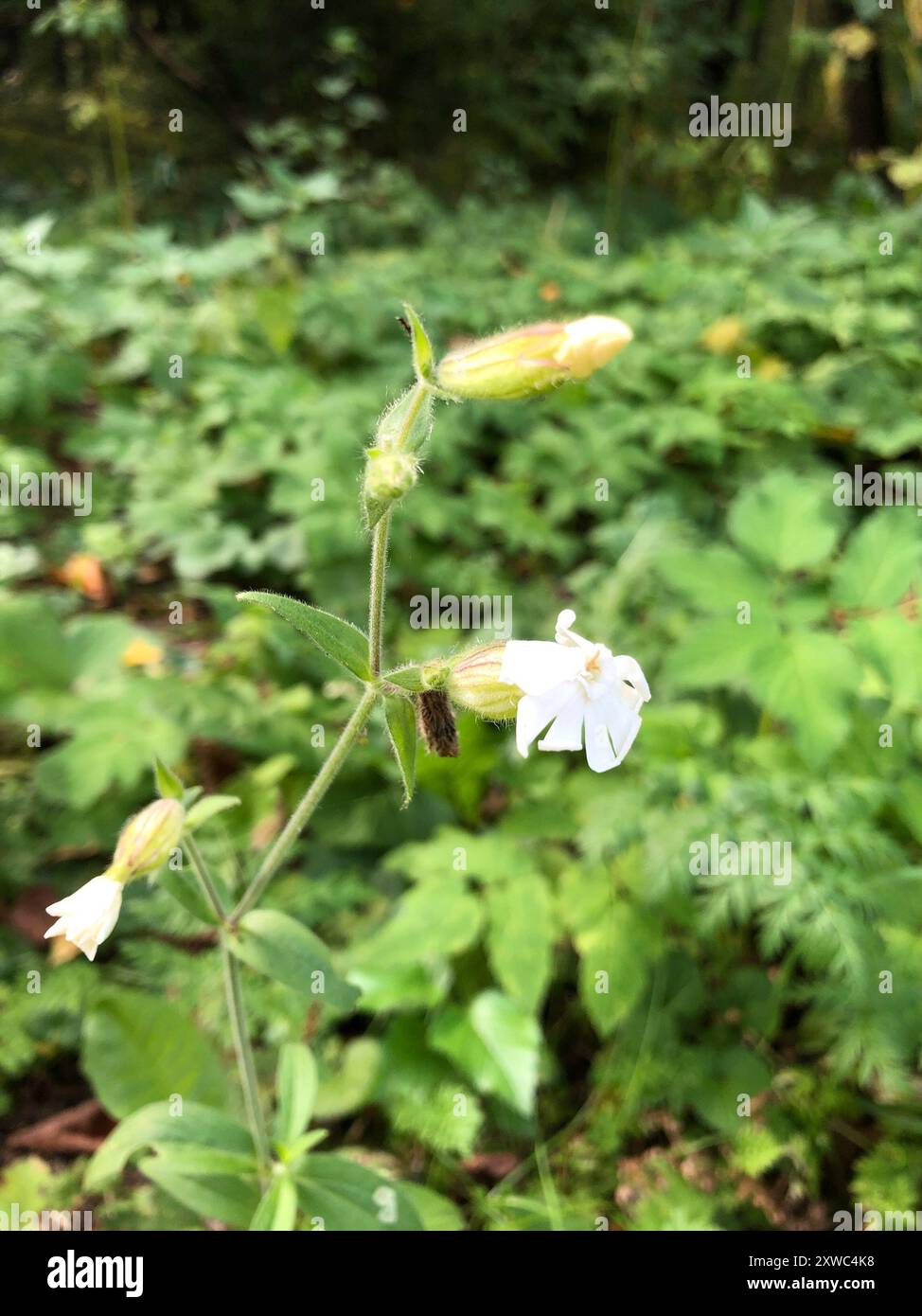 evening lychnis (Silene latifolia alba) Plantae Stock Photo - Alamy